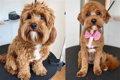 Image result for Cavapoo Haircuts