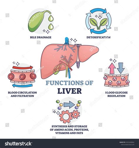 Image result for Human Liver Function