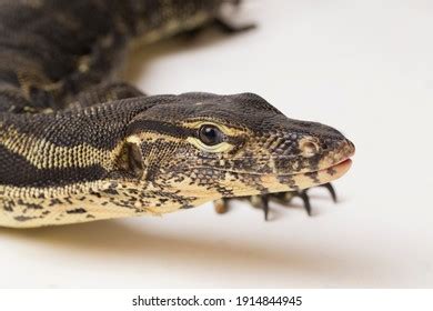 Image result for Water Monitor Lizard