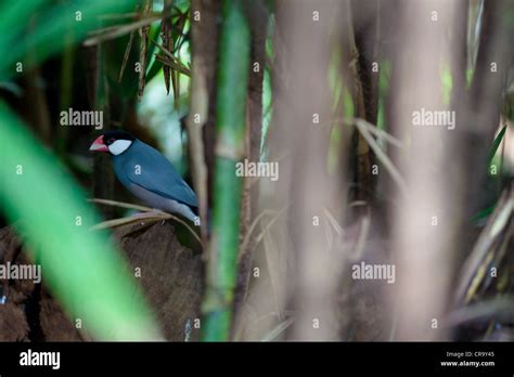 Image result for Java Sparrow Finch