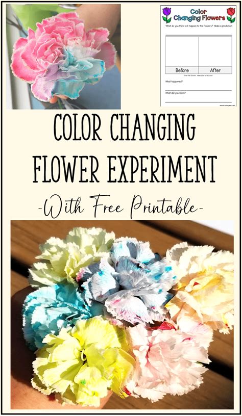 Image result for Spring Experiment