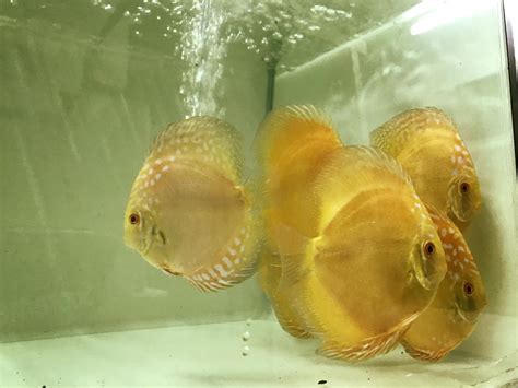 Image result for Red Rafflesia Discus