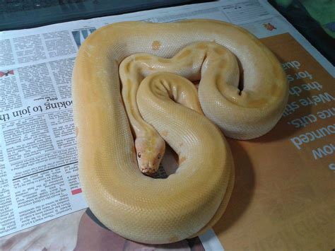 Image result for Albino Green Tree Python