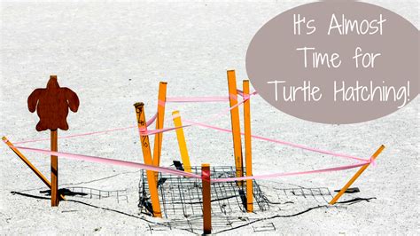 Image result for Turtle Hatching