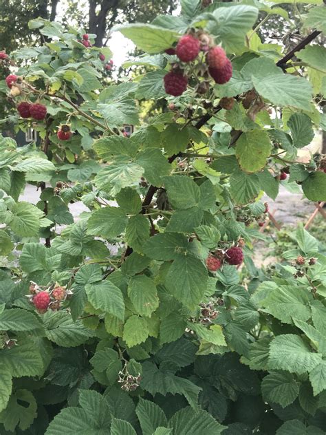 Image result for How to Plant Raspberry