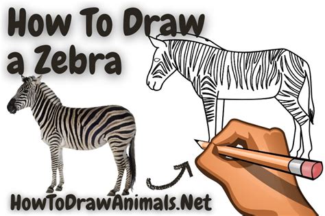 Image result for How to Draw a Tree Frog