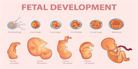 Image result for Embryo Development