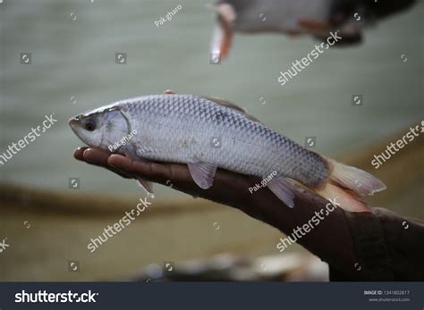 Image result for Fish Farm Example