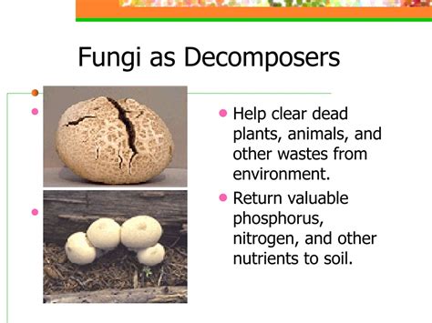 Image result for Fungus Reproduction