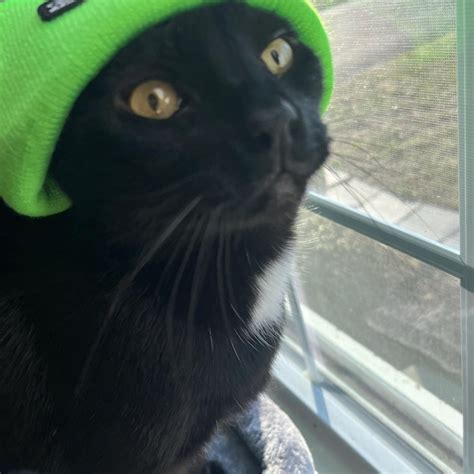 Image result for Alien UFO Cow Costumes