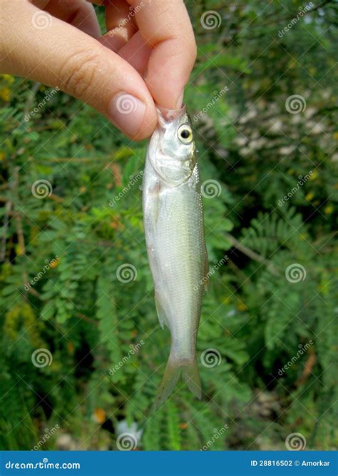 Image result for Screaming Fish Finger