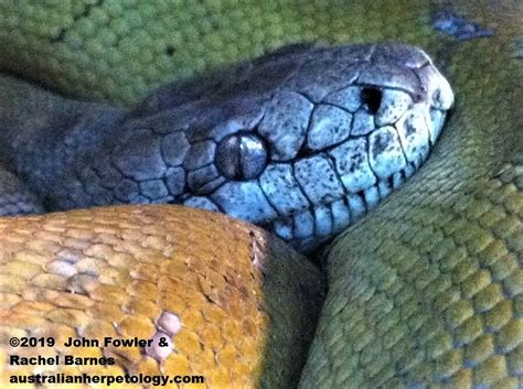 Image result for Papuan Python Video Free