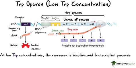 Image result for Gene Expression Promoter Operon