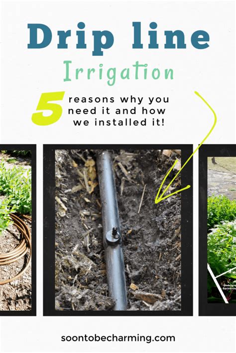 Image result for How to Install Drip Line Irrigation