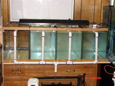 Image result for Discus Fish Breeding