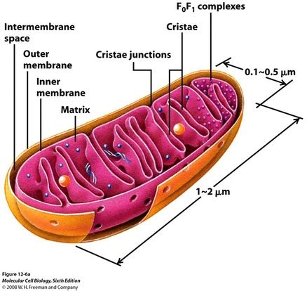 Animal Cell Mitochondria / Mitochondria - Eukaryotic Cell Structure ...