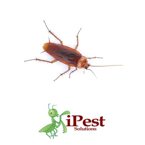 Cockroach Prevention Tips! - Waco, San Antonio, College Station Pest ...