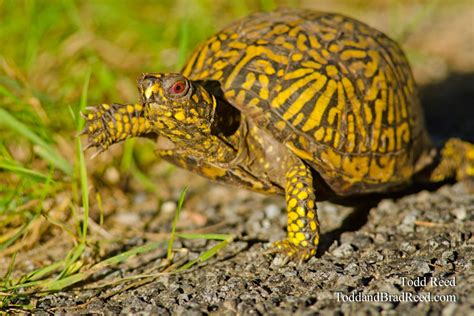 Image result for Turtle Trek