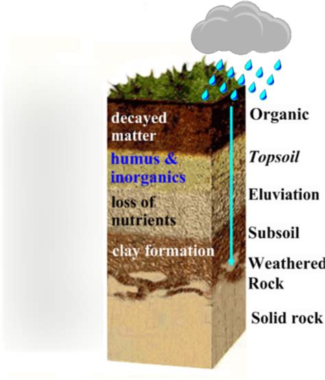 Image result for Humus Earth Science