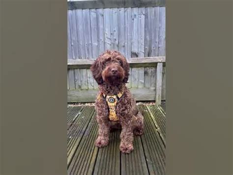 Image result for Cockapoo Shorts