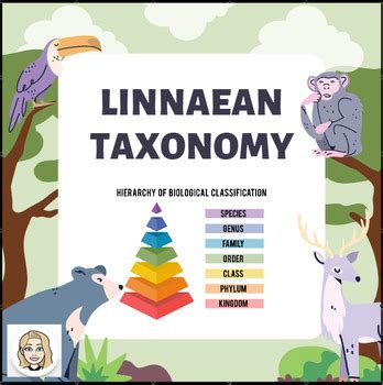 Image result for Linnaean Classification Simple Diagram