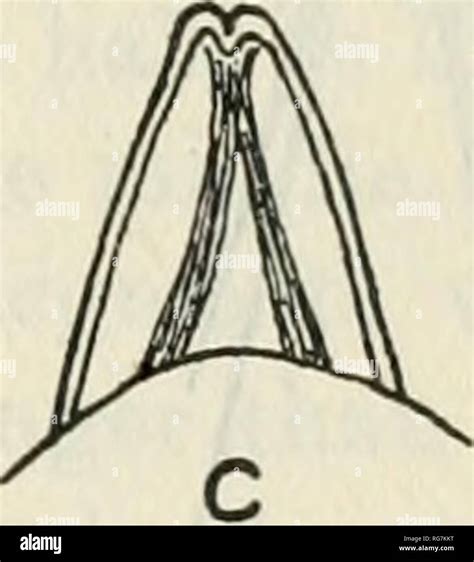 Image result for Segmented Perdigon