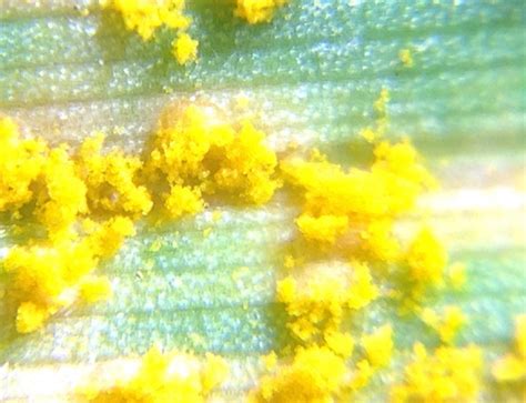 Image result for Rust Game How to Remove Grass