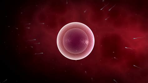 Image result for Human Fertilization Explained