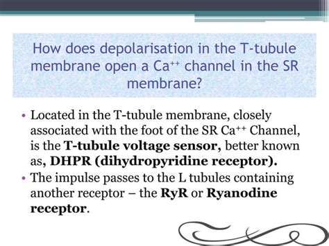 Image result for Flowchart of Excitation Contraction Coupling