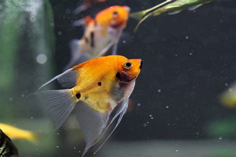 Image result for Angelfish Breeding