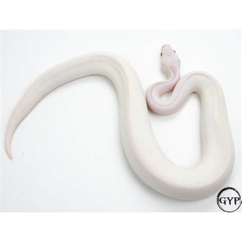 Image result for Blue Eyed Lucy Ball Python