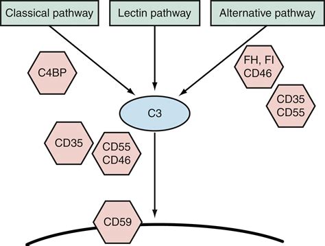 Image result for C8 Complement Deficiency