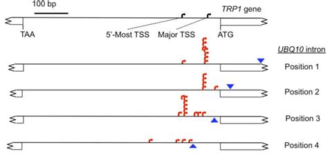 A Surprising Function for Gene Introns | Plantae