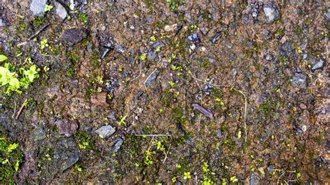 Image result for Minecraft Swamp Block Texture