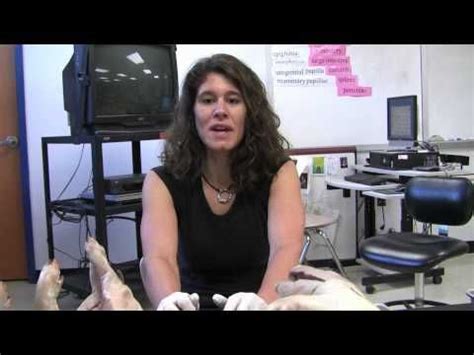 Image result for Fetal Pig Dissection Tutorial