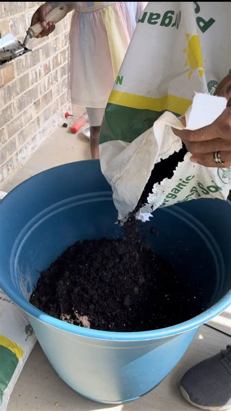 Image result for Blue Java Banana Tree