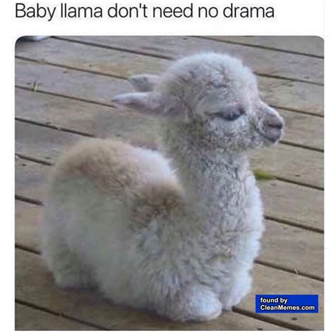 Image result for Popular Clean Memes