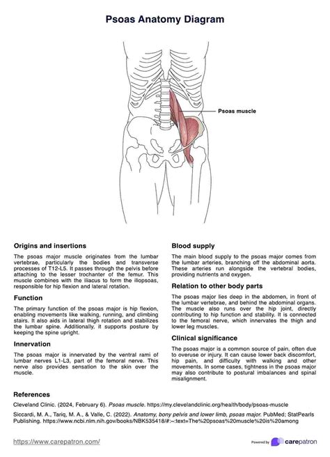 Psoas Anatomy Diagram & Example | Free PDF Download