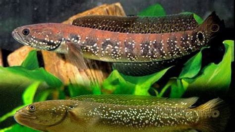 Image result for Red Line Snakehead Fish