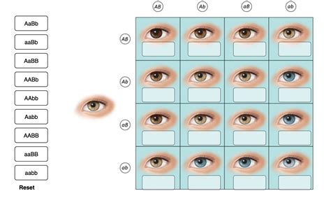 Image result for Punnett Square Explained Eye Color