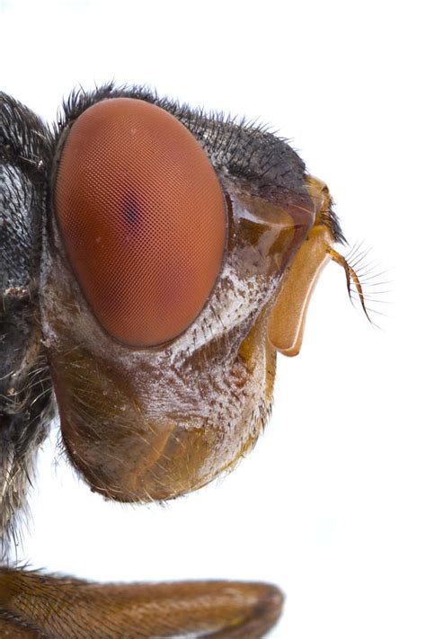 Image result for Human Botfly
