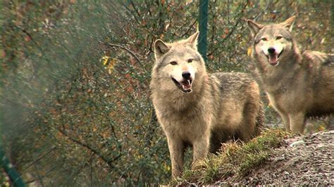 Image result for Zoo Animals Wolves