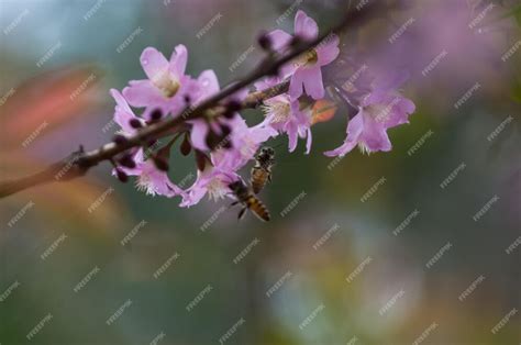 Premium Photo | Honey bees pollinating flowers