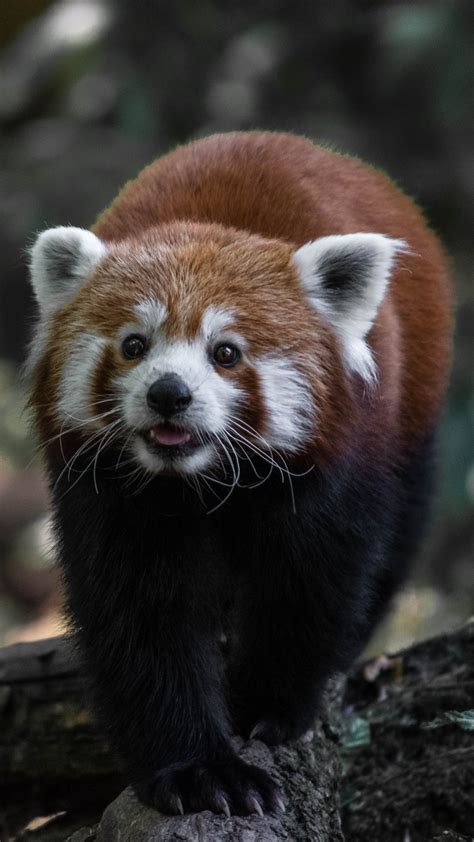 Image result for Red Panda Names