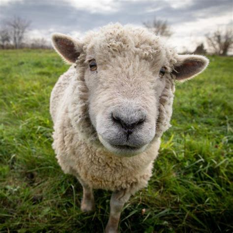 Image result for Shellz Bels Wooli