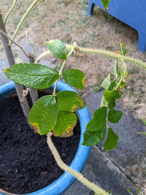 Image result for Rose Bush Problems