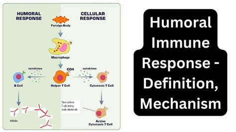 Image result for Humoral Immunity Complement System