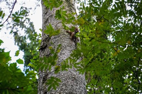 Image result for Tree Squirrel Habitat