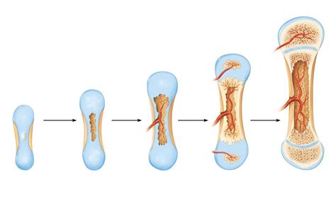 Image result for Bone Development