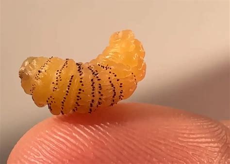 Image result for Human Botfly